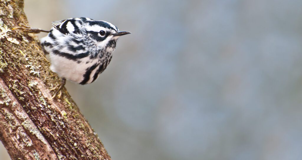 Bedford Audubon Society » EveryBIRDIES talking! April Programs
